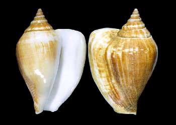 凤螺总科 Strombacea 蓝色动物学（中国动物学科普）